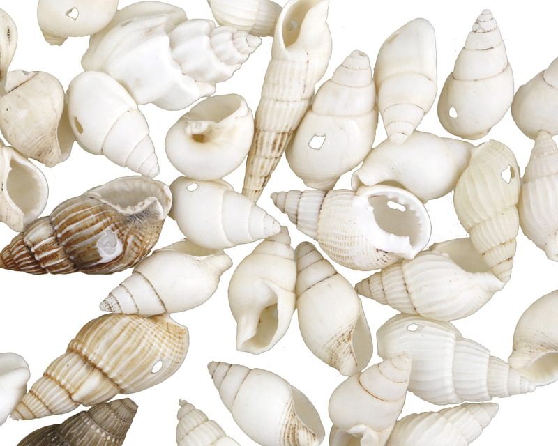 White Nassa Shell Charm 8-13x16-26mm