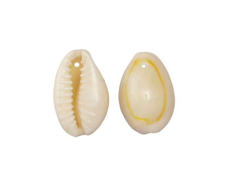 Money Cowrie Shell Pendant 10-14x15-19mm