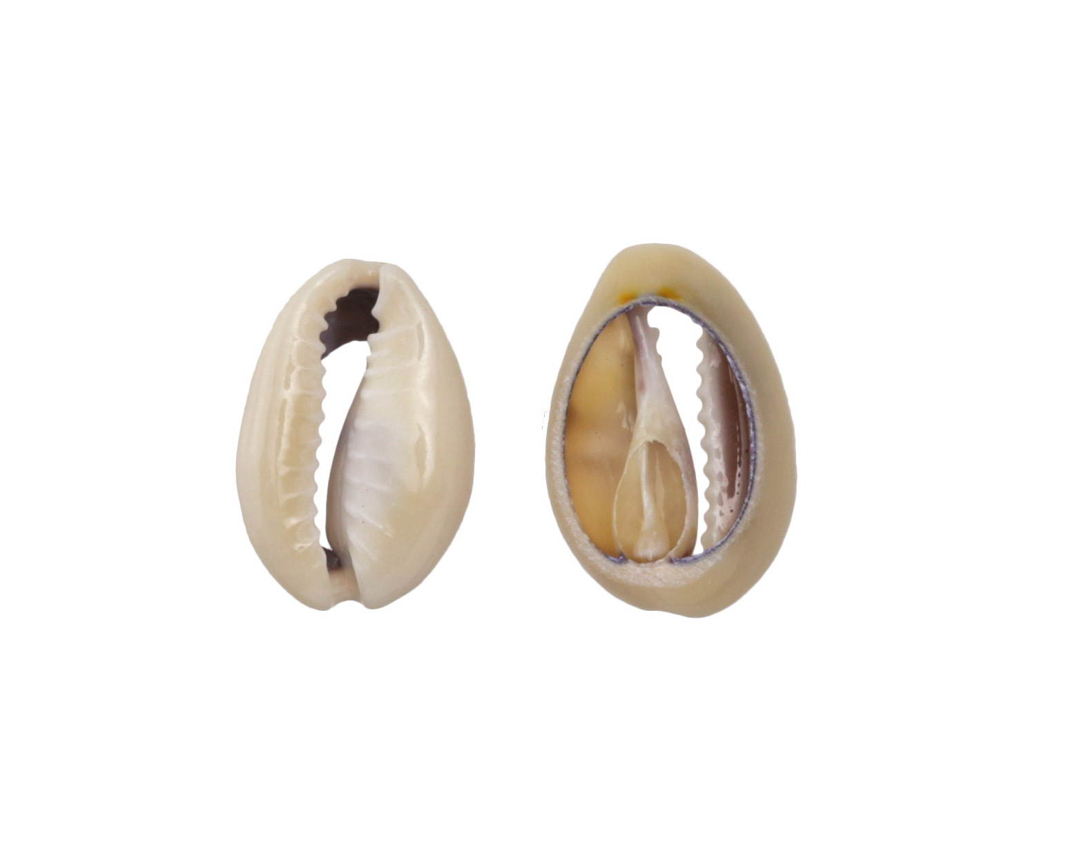 Ring Top Cowrie Shell Slice 10-14x15-20mm